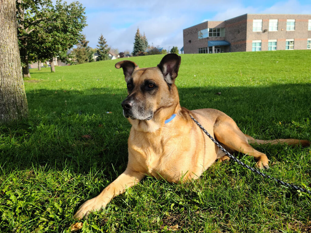 5 Things You Need to Know about… Precious Paws Rescue