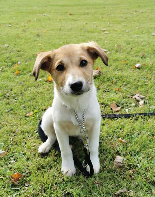 5 Things You Need to Know about… Precious Paws Rescue