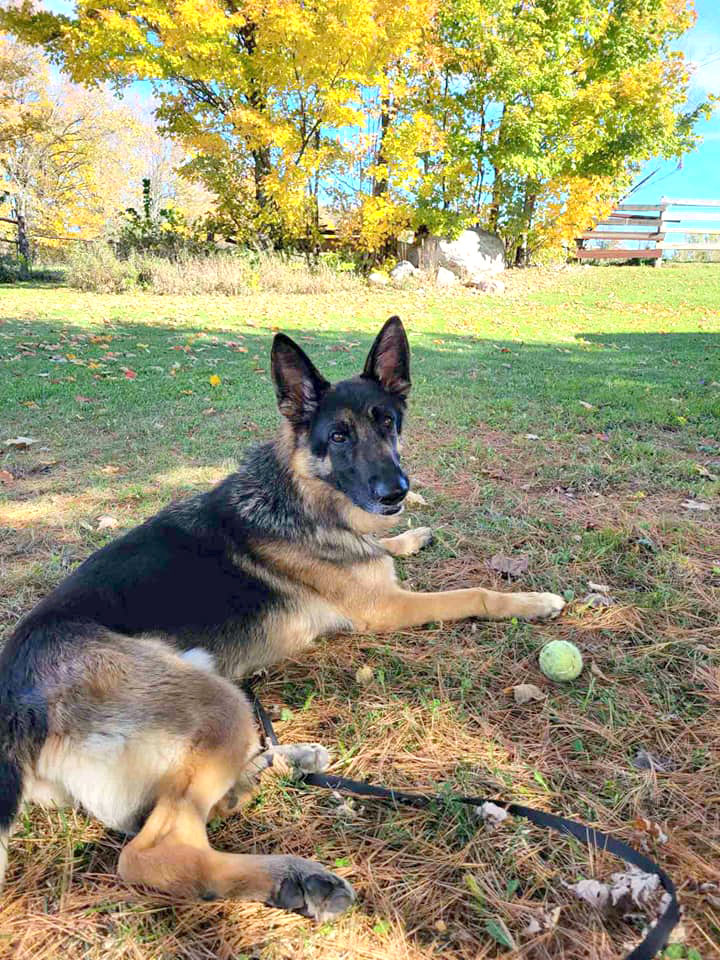 5 Things You Need to Know about… Precious Paws Rescue